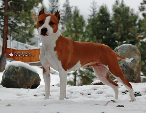 Welcome to Charger Am Staffs!