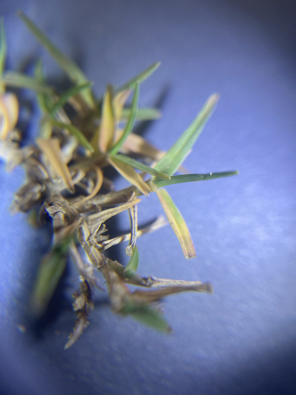 Nutritional deficiency or fungus ? | Lawn Care Forum