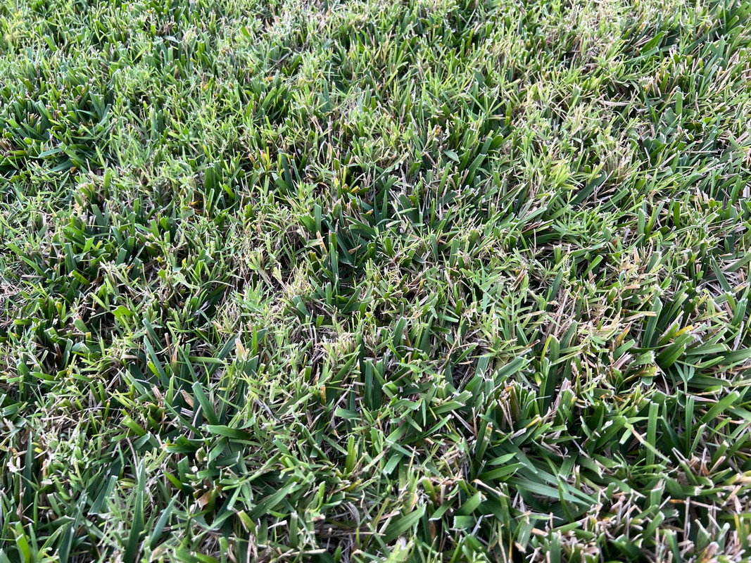 Strange Grass Is Invading My Bermuda | Lawn Care Forum