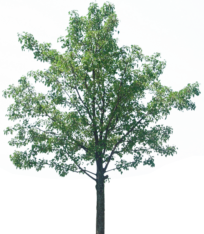 Tree 2 — Postimages