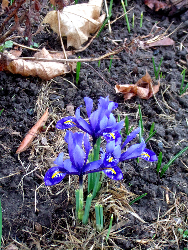 Blue mini iris — Postimages