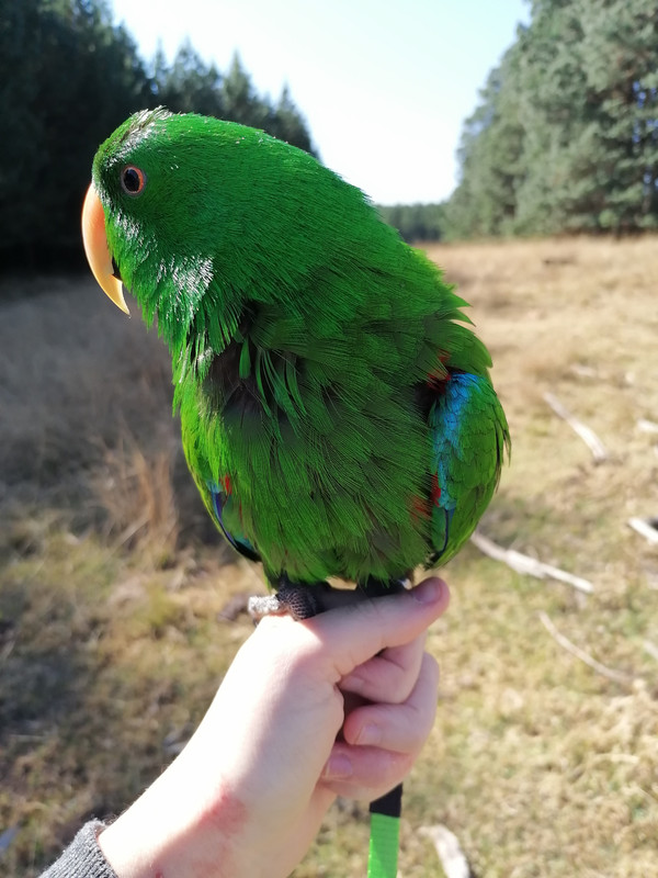 IMG 20210619 123345 — Postimages