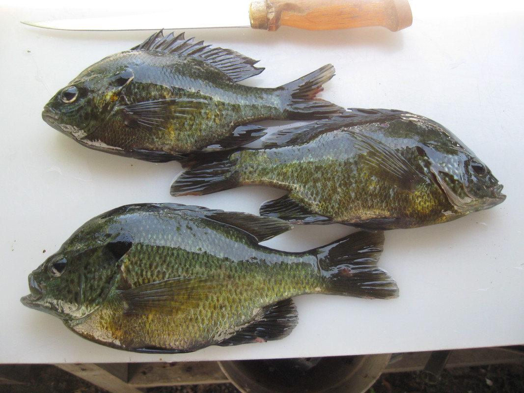 IMG 3036 — Postimages