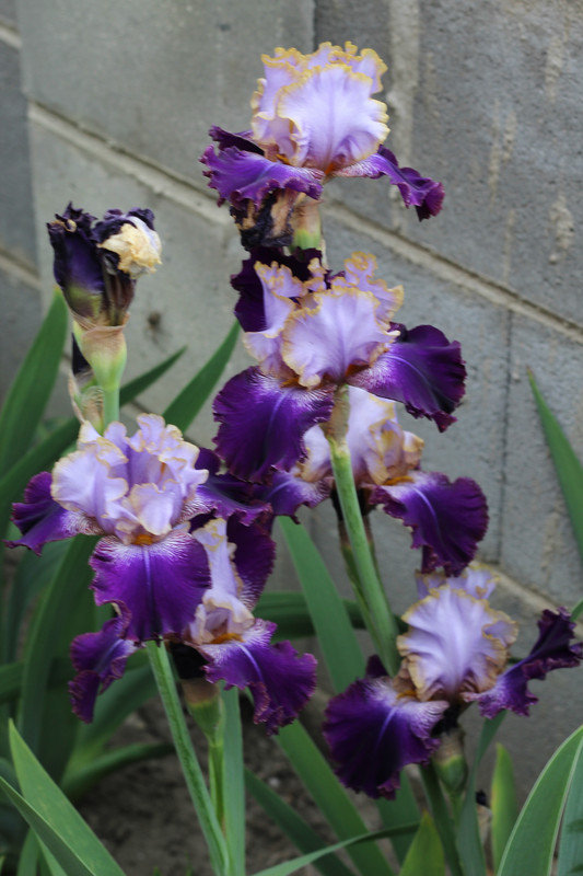 Divided mist — Postimages