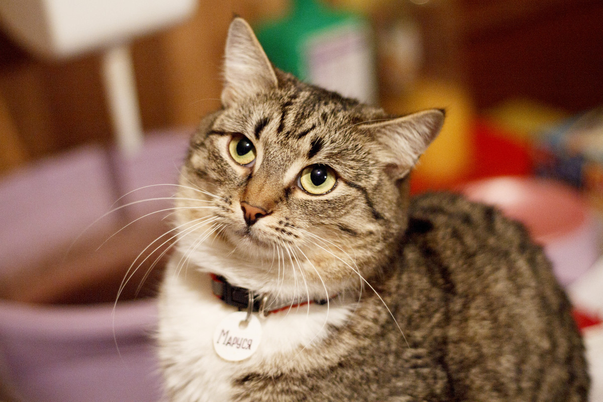 IMG 0709 — Postimages