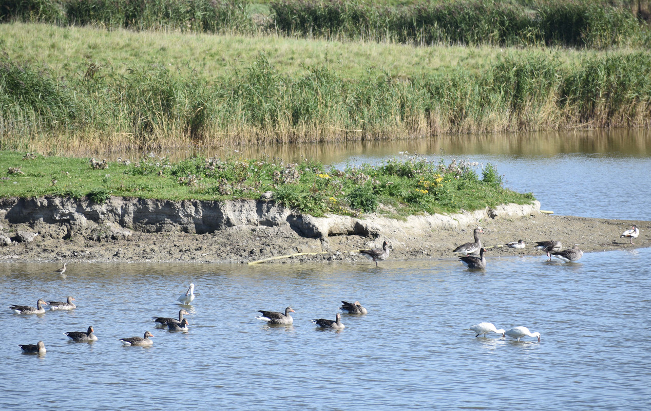 DSC 0146 AMB5 9 23 Ruidhorn — Postimages