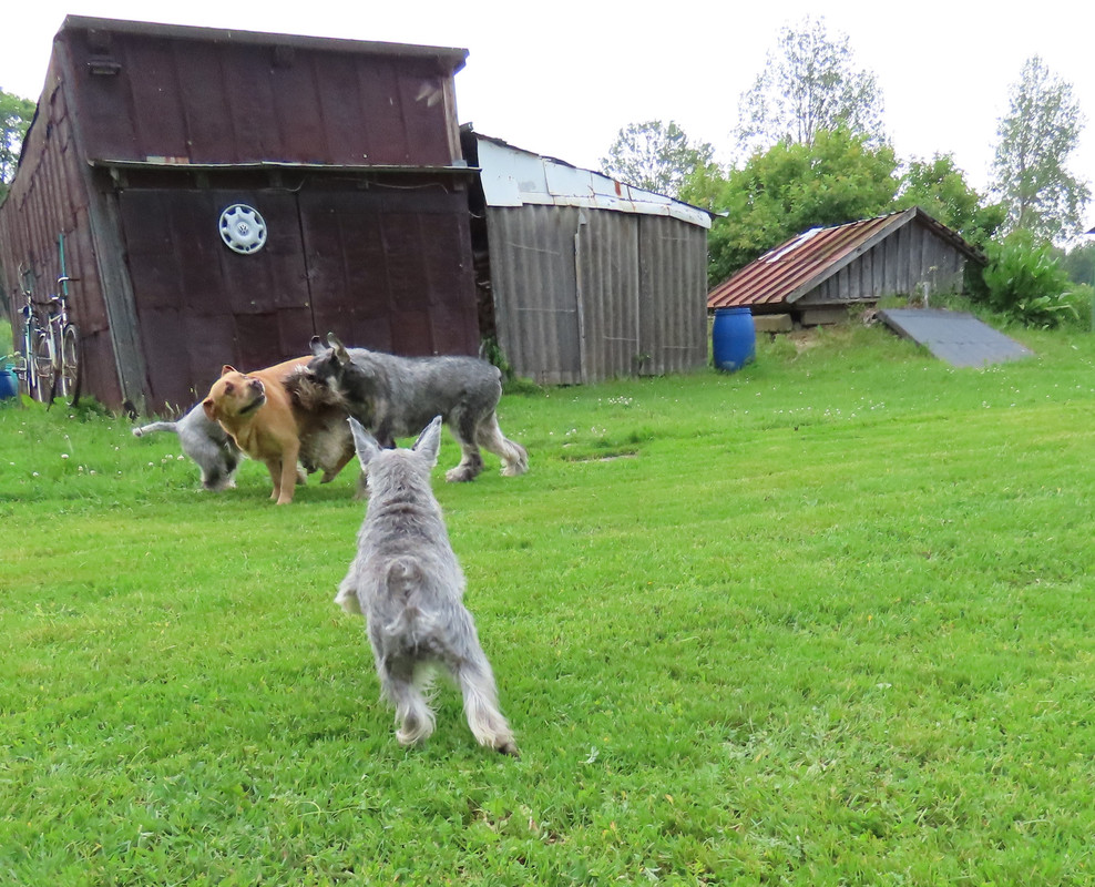 IMG 9221 — Postimages