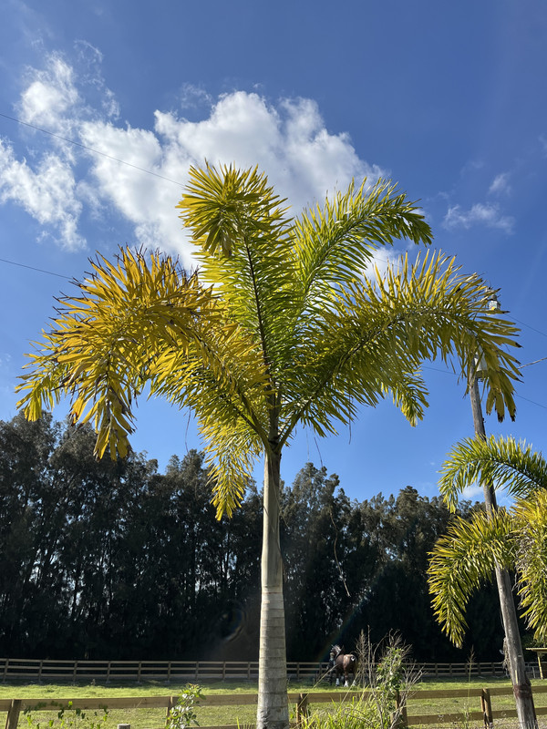 IMG 1195 — Postimages