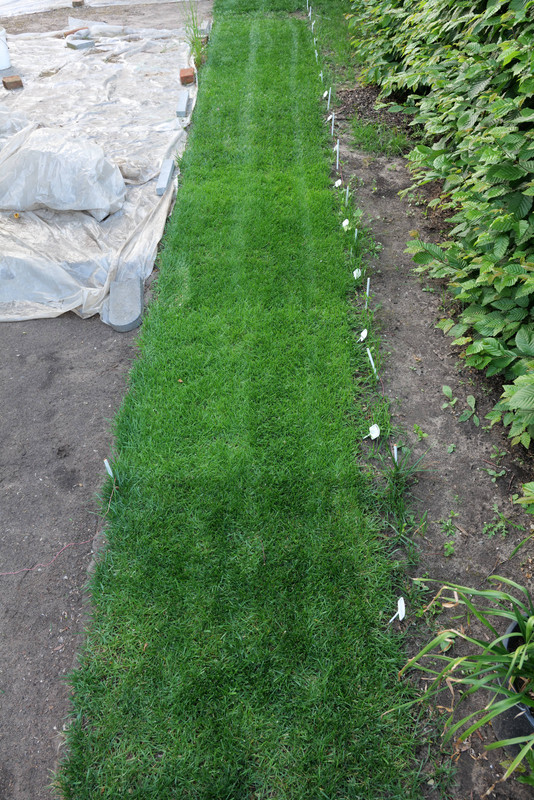 Varietytest TTTF KBG — Postimages