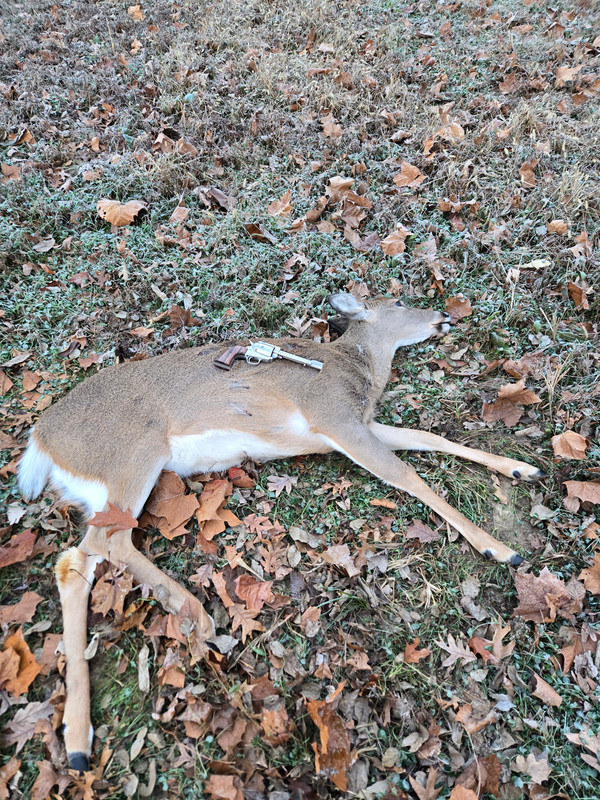 Nice doe with the Freedom Arms m83 | Single-Actions