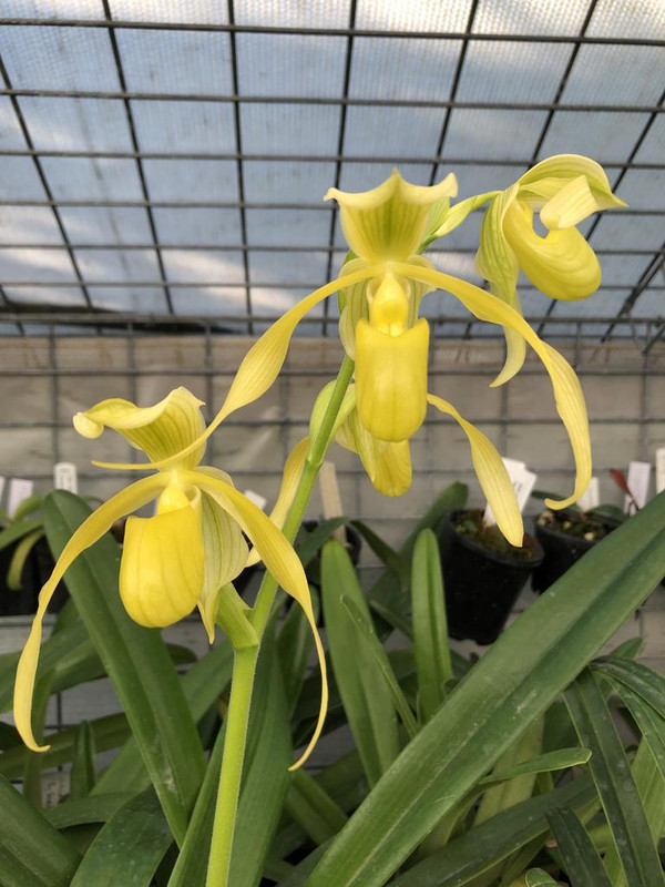 Paph Alex's Spots 'alba' | Slippertalk Orchid Forum