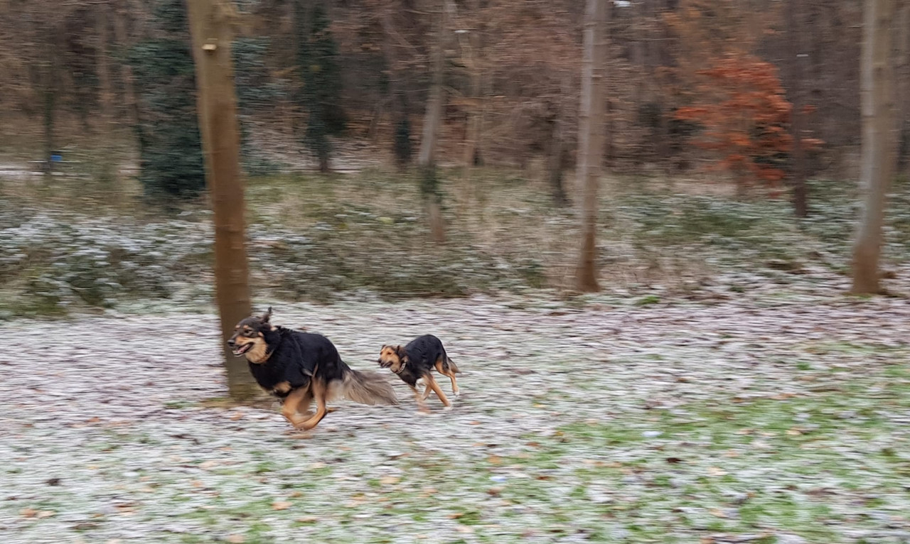 En een lol met jagen achter elkaar aan - Een Hondenleven