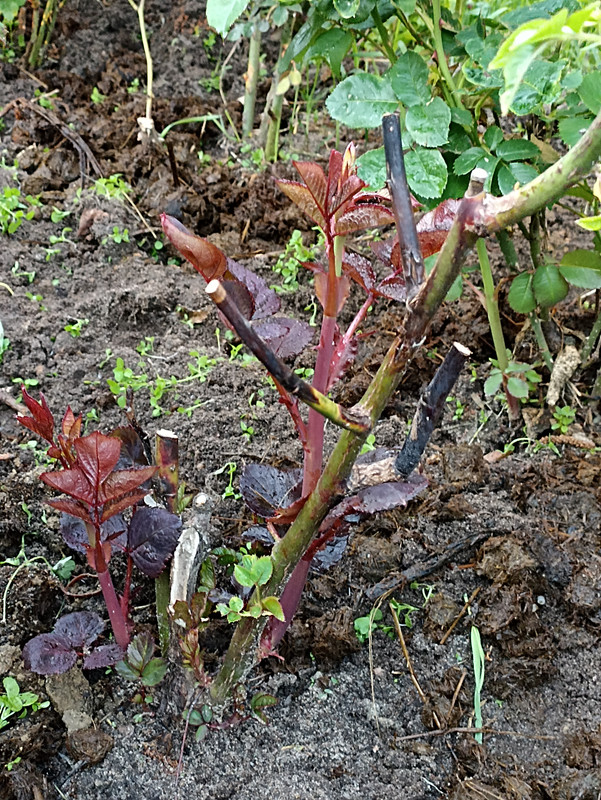 IMG 20220603 204155 — Postimages