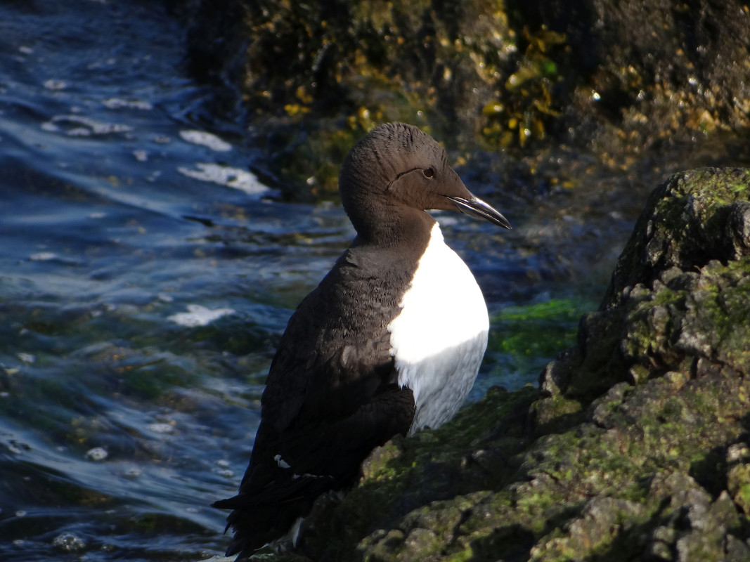 GUILLIMOT 3 030524 — Postimages