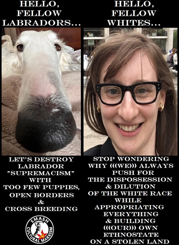 Meme Fellow Whites Fellow Labradors — Postimages
