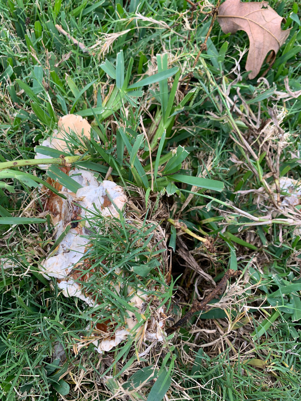 Strange growth in grass | Lawn Care Forum
