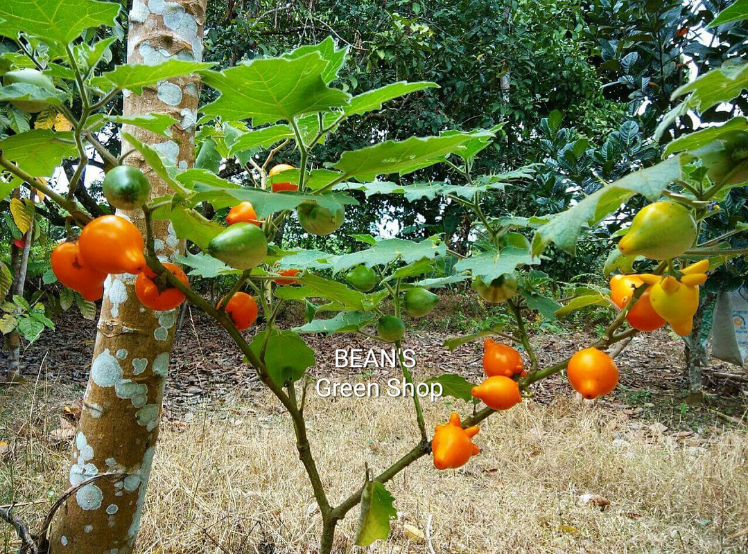 Nipple fruit 4 — Postimages