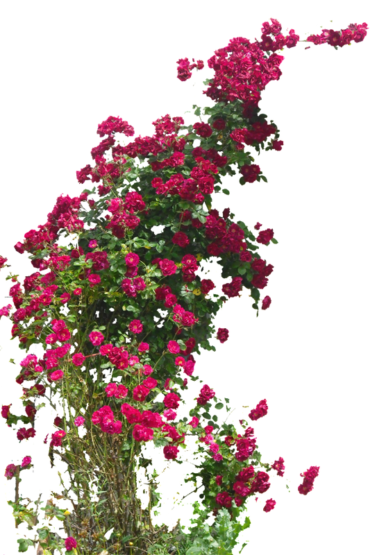 Redclimbingroses — Postimages