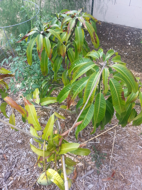 Mango problem — Postimages