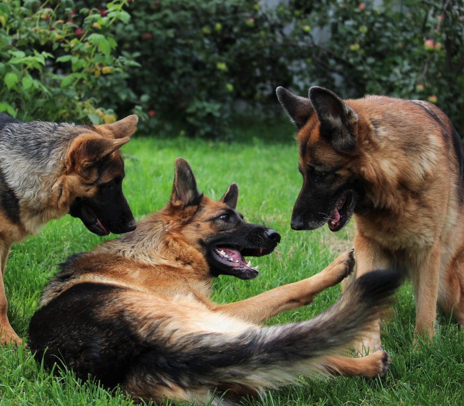 IMG 4695 — Postimages