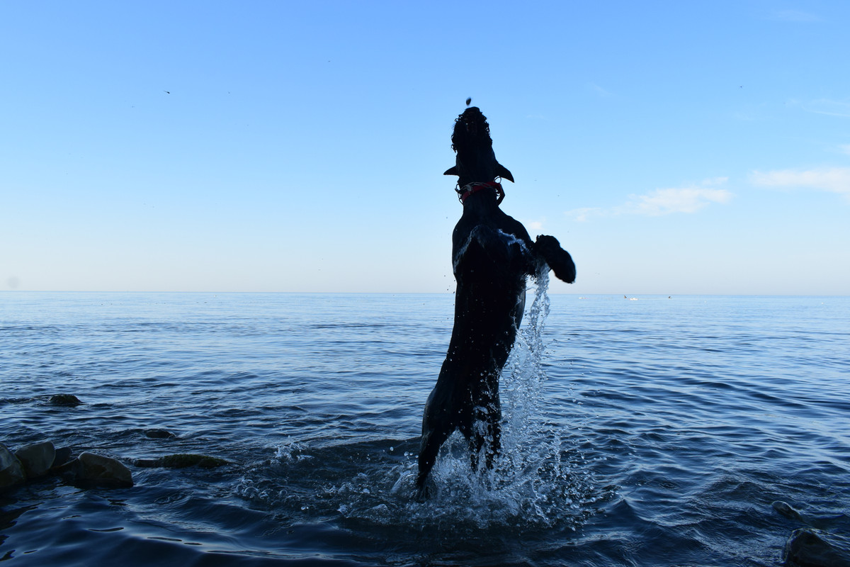 CSC 4192 — Postimages