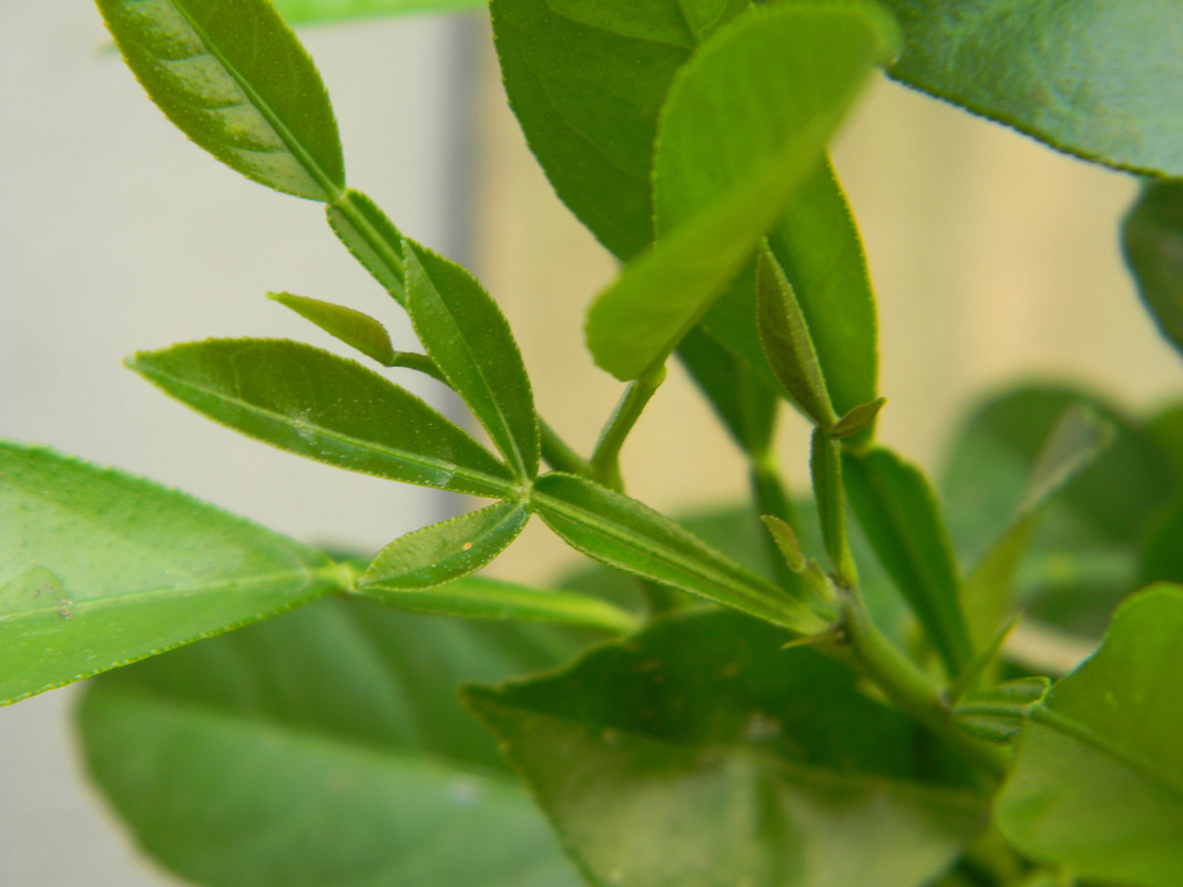 NZ Lemonade hybrid seedling2 — Postimages