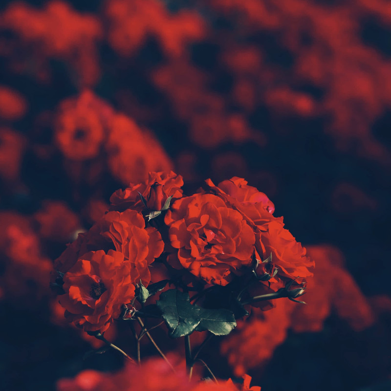 layouts. fs | Quotev