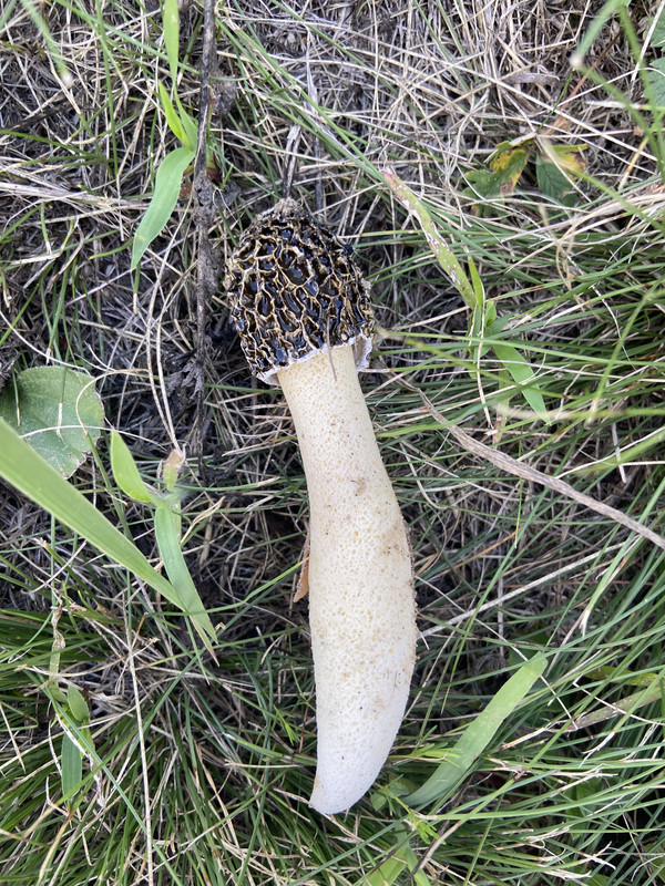 IMG 2067 — Postimages