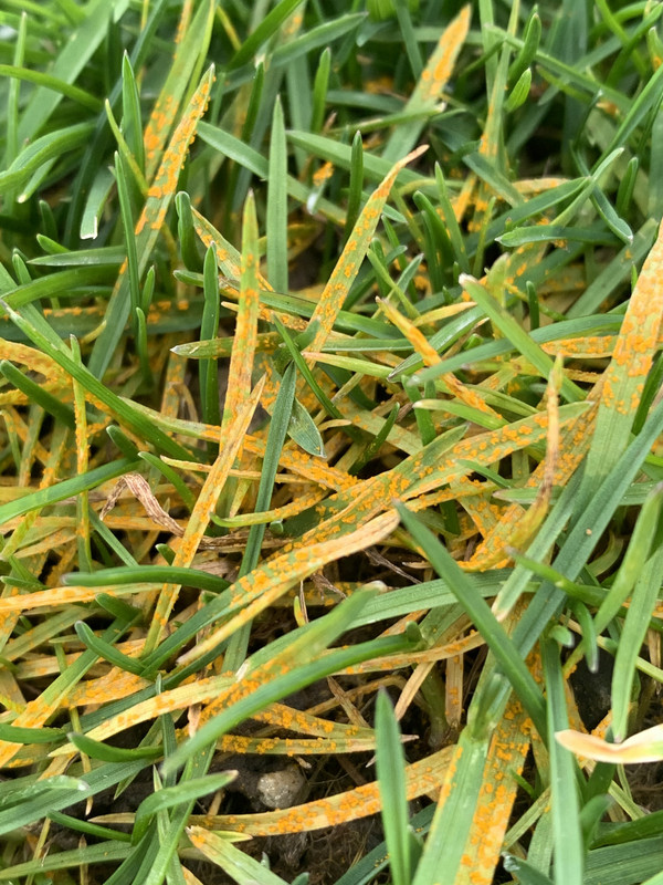 Rust and... What?? | Lawn Care Forum
