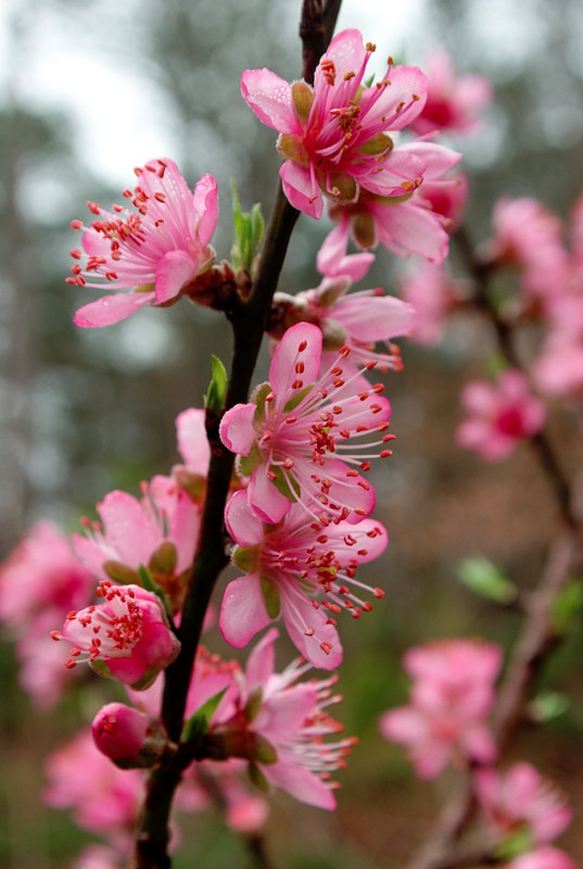 Peach Flowers Portrait — Postimages
