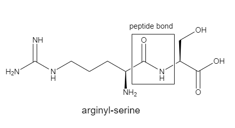 Give the structural formula of two different dipeptides form | Quizlet