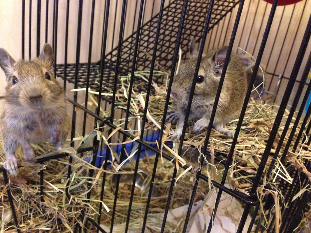 IMG 1026 — Postimages