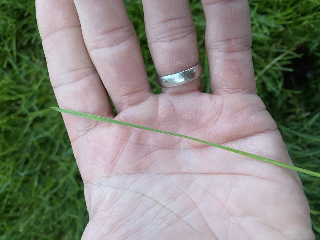Light Green Patch in Fescue | Lawn Care Forum