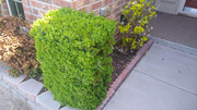 Moving Bushes | Lawn Care Forum