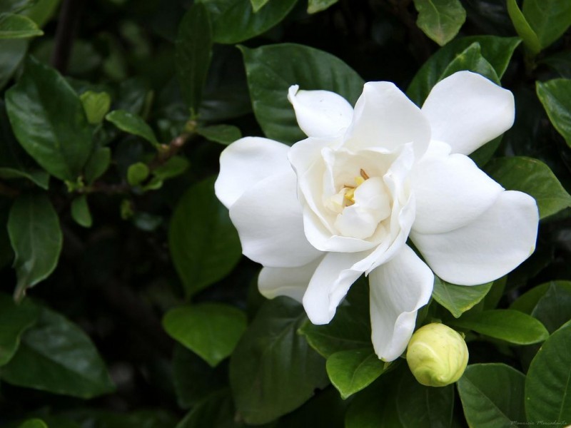 The Charm of Ancient Thai Flowers and Traditional Fragrant Plants You ...