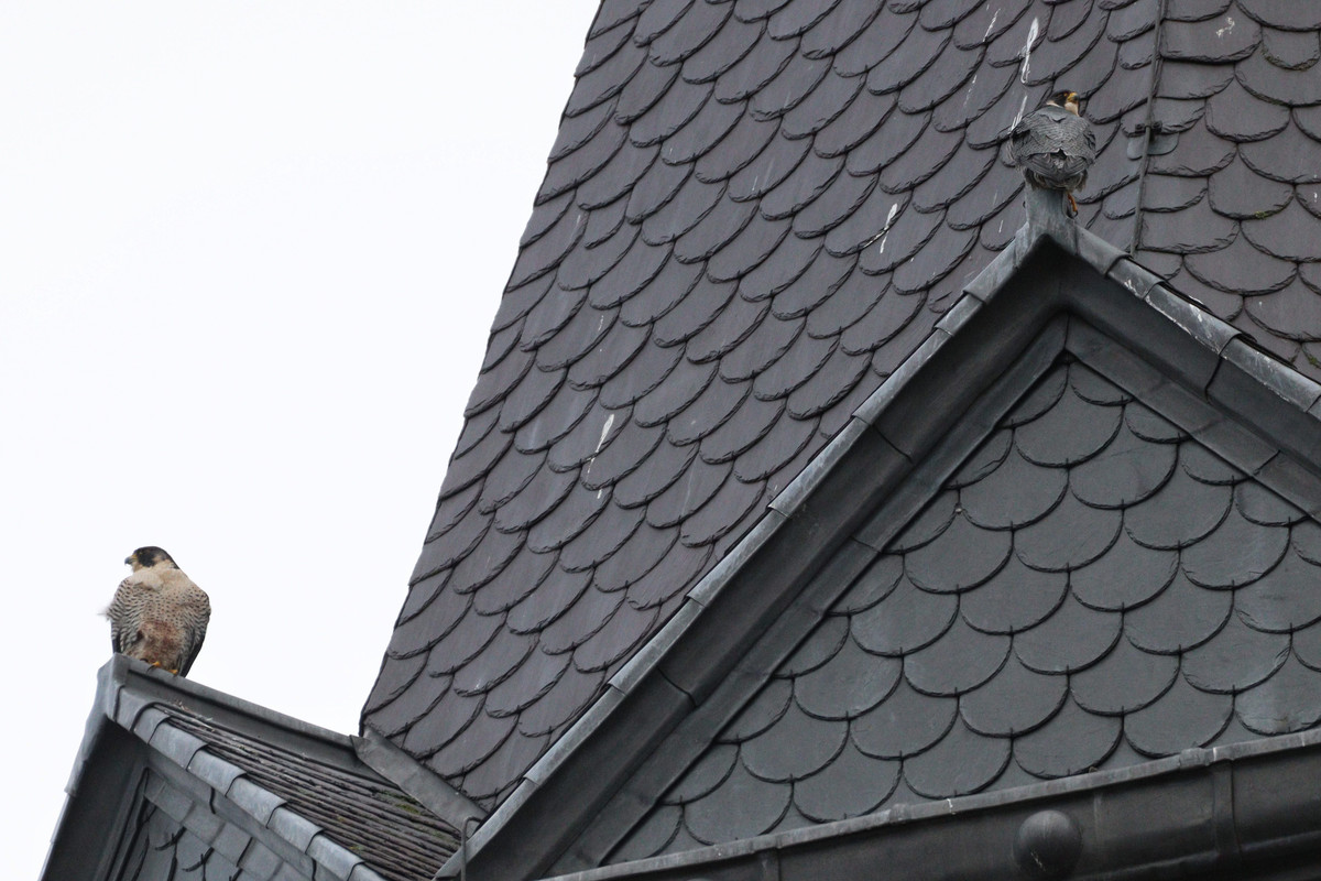 D9 D2 B8 A7 C9 FF 43 A7 B569 AC308781 A2 A9 — Postimages