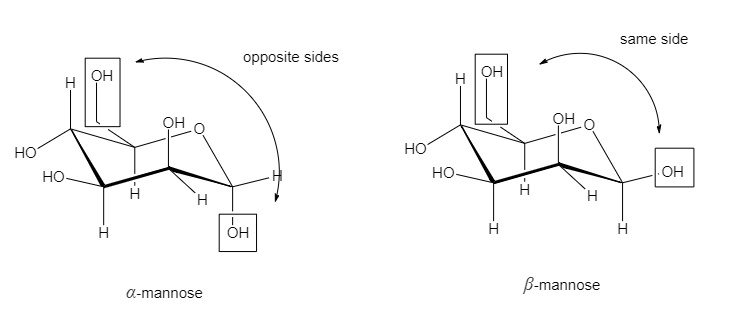 Draw the structure of the disaccharide formed by two moles o | Quizlet