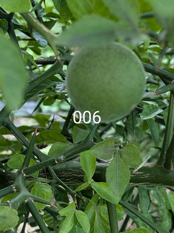 PXL 20240806 174819285 2 — Postimages