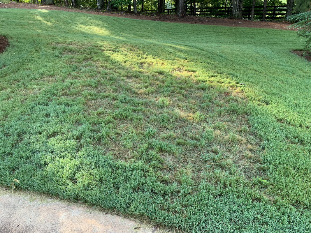 New Bermuda Sod Installed Turning Brown | Lawn Care Forum