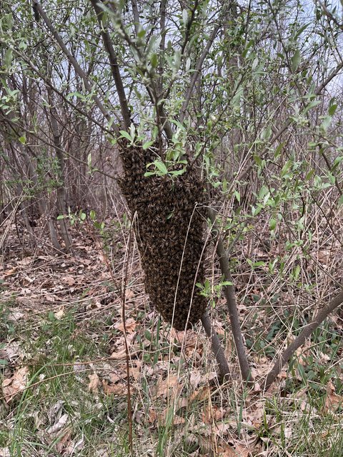 First bee swarm of the season | The HuntingPA.com Outdoor Community