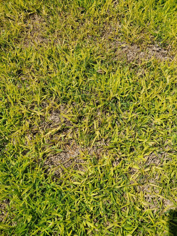 Grass Closeup — Postimages