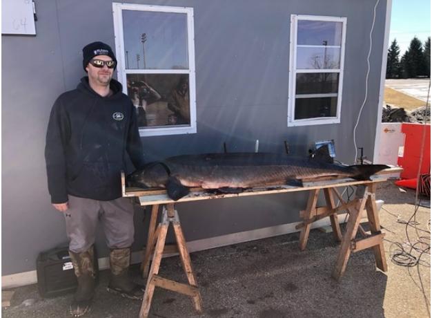 Nick Schaus with his large M1 male sturgeon weighing 106 4 pounds and ...