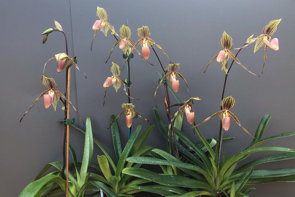 Paph Susan Booths | Slippertalk Orchid Forum