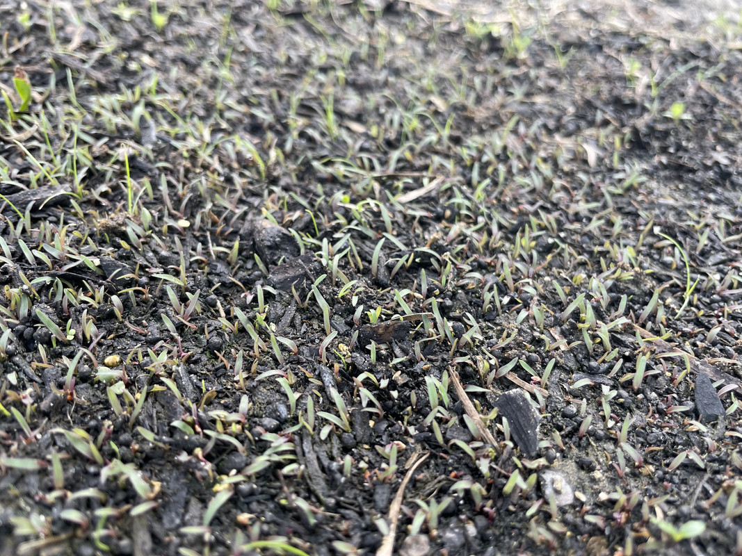 Bermuda Hydroseeding | Lawn Care Forum