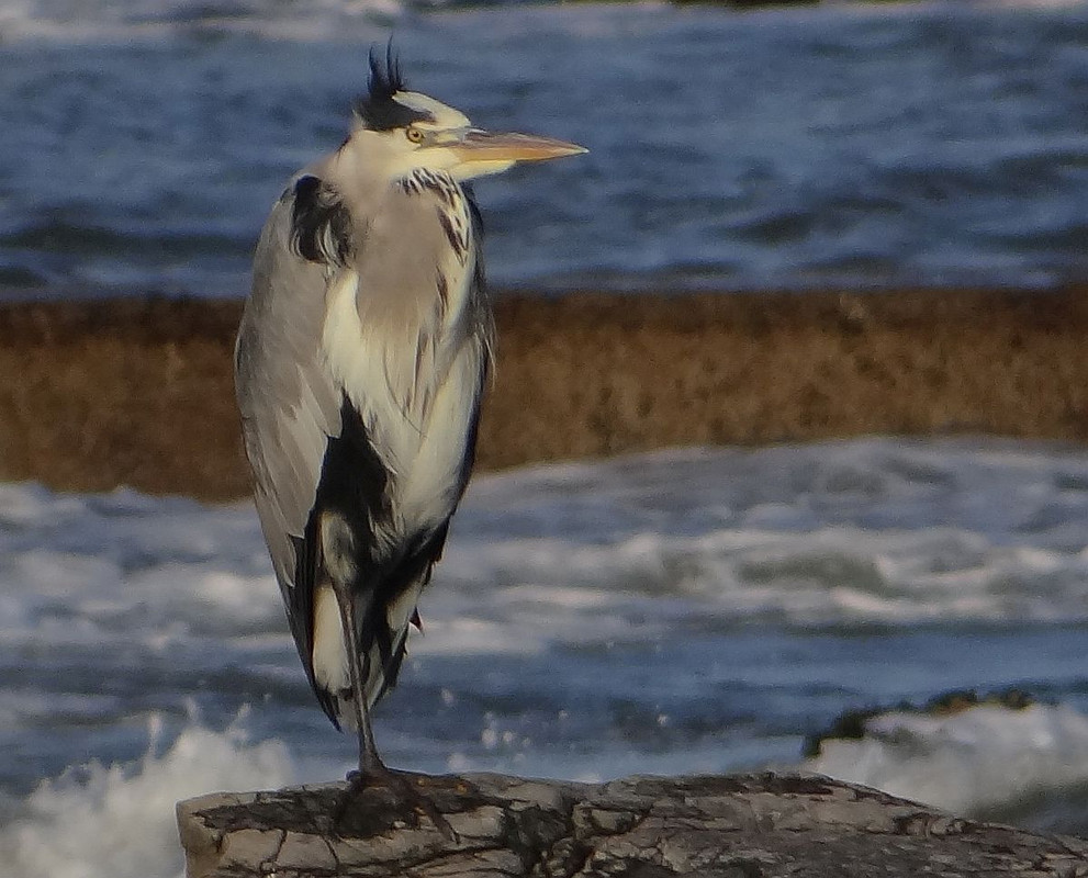 HERON 38 221023 — Postimages