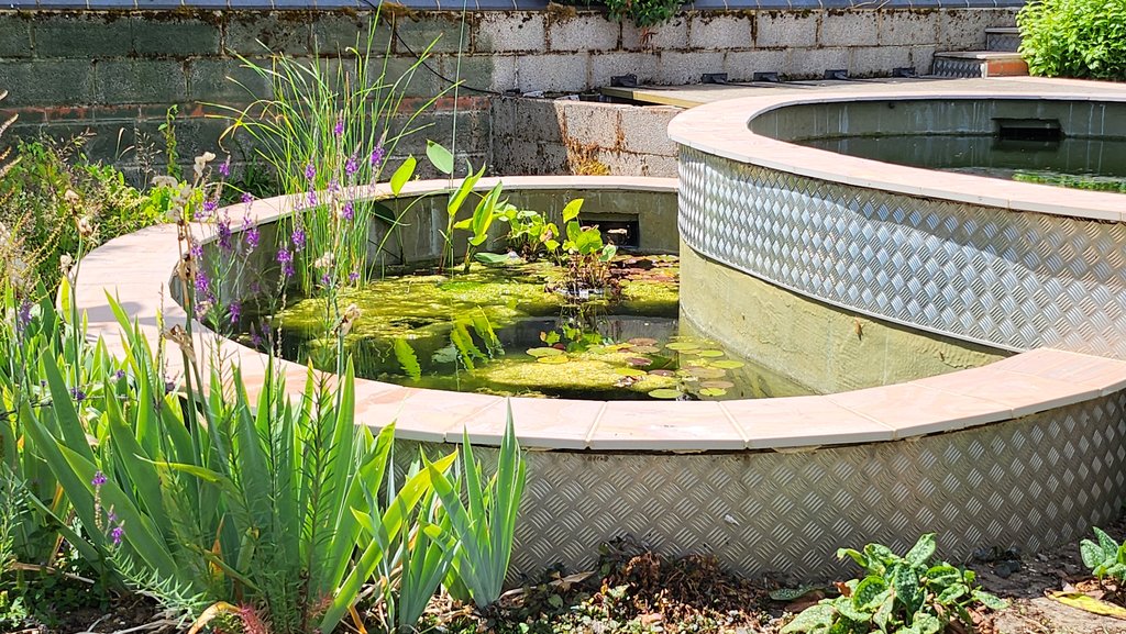 Adding sticklebacks - Wildlife Ponds Forum - Pond Life