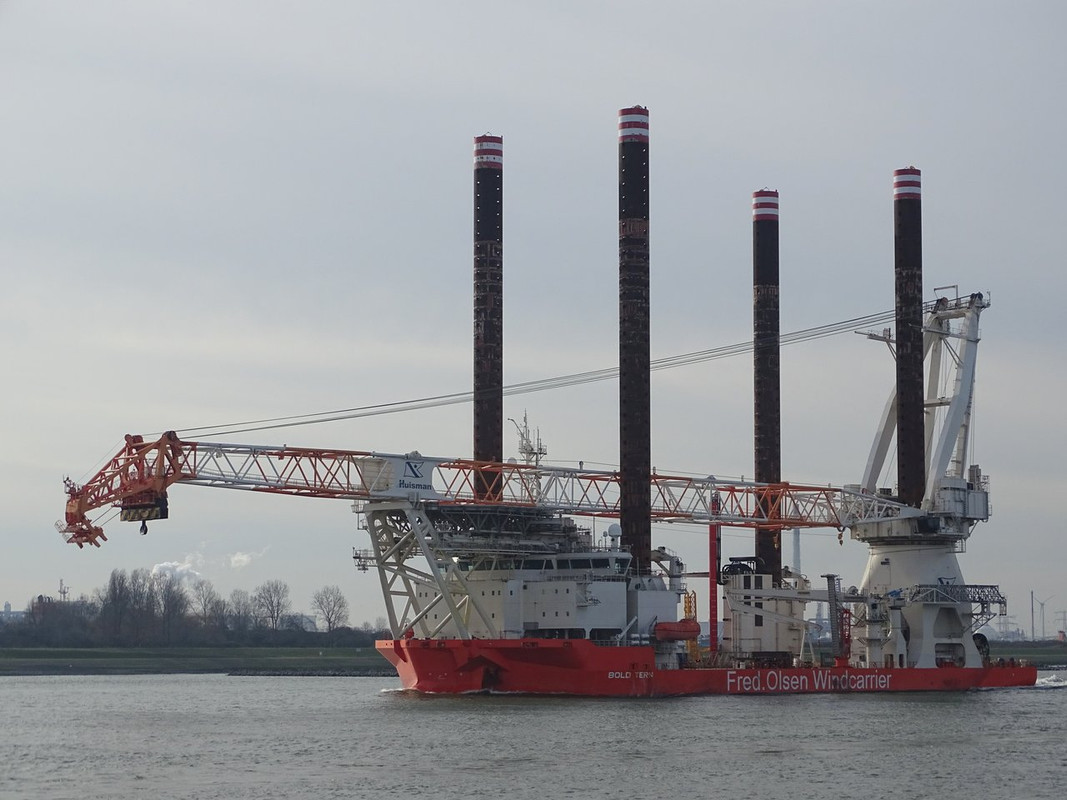 Bold Tern, 19 2 2025, nr 1 — Postimages