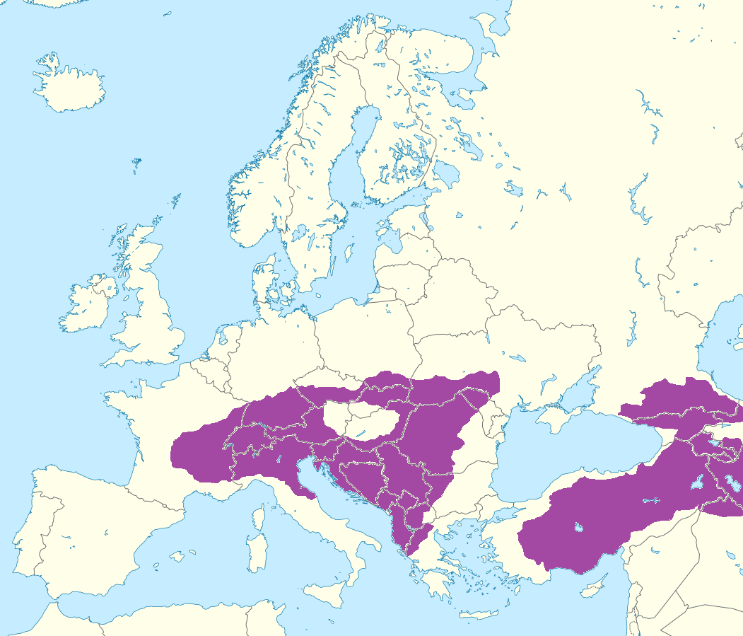 Doesn't Dinarid racial phenotype look very middle eastern? - Page 18
