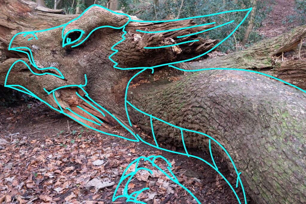 Found a fallen tree that looks a bit like a dragon. : mildlyinteresting