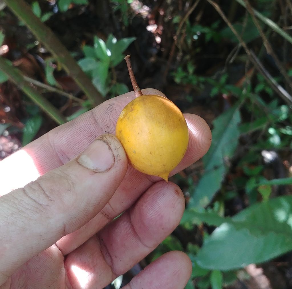 Abiu like yaoni 1 — Postimages